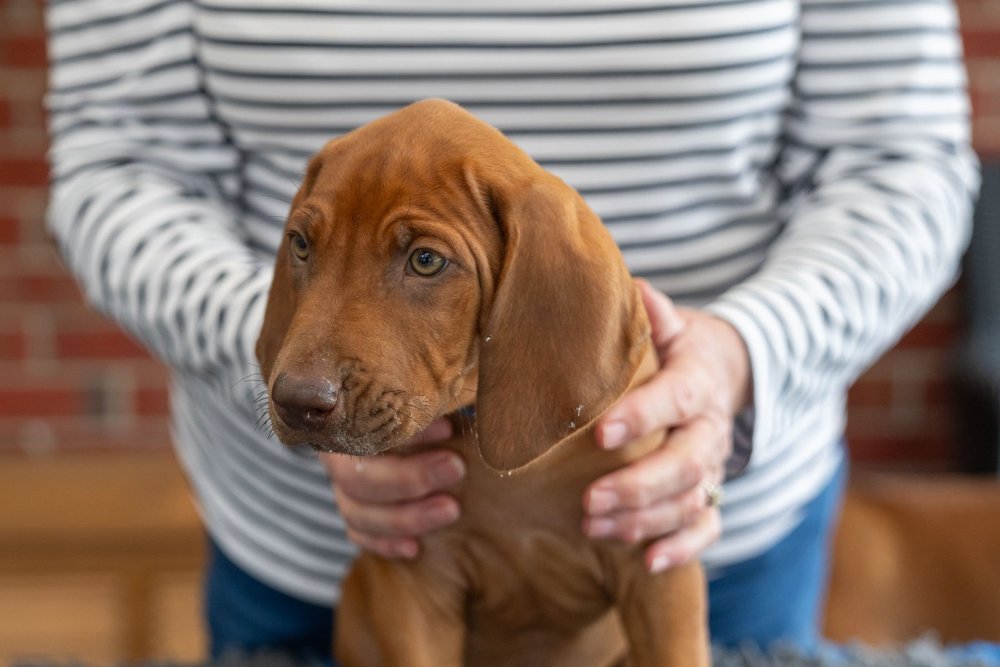 Gallery 3 — Ujamaa Rhodesian Ridgebacks