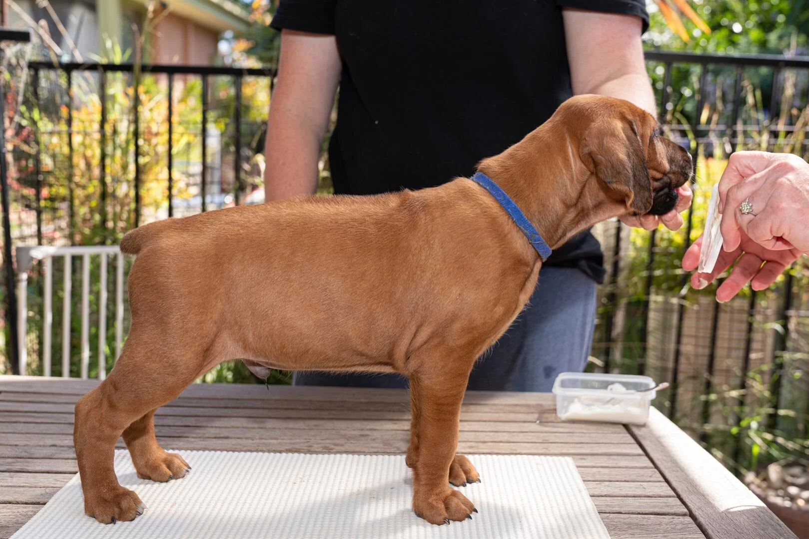 Gallery 1 — Ujamaa Rhodesian Ridgebacks