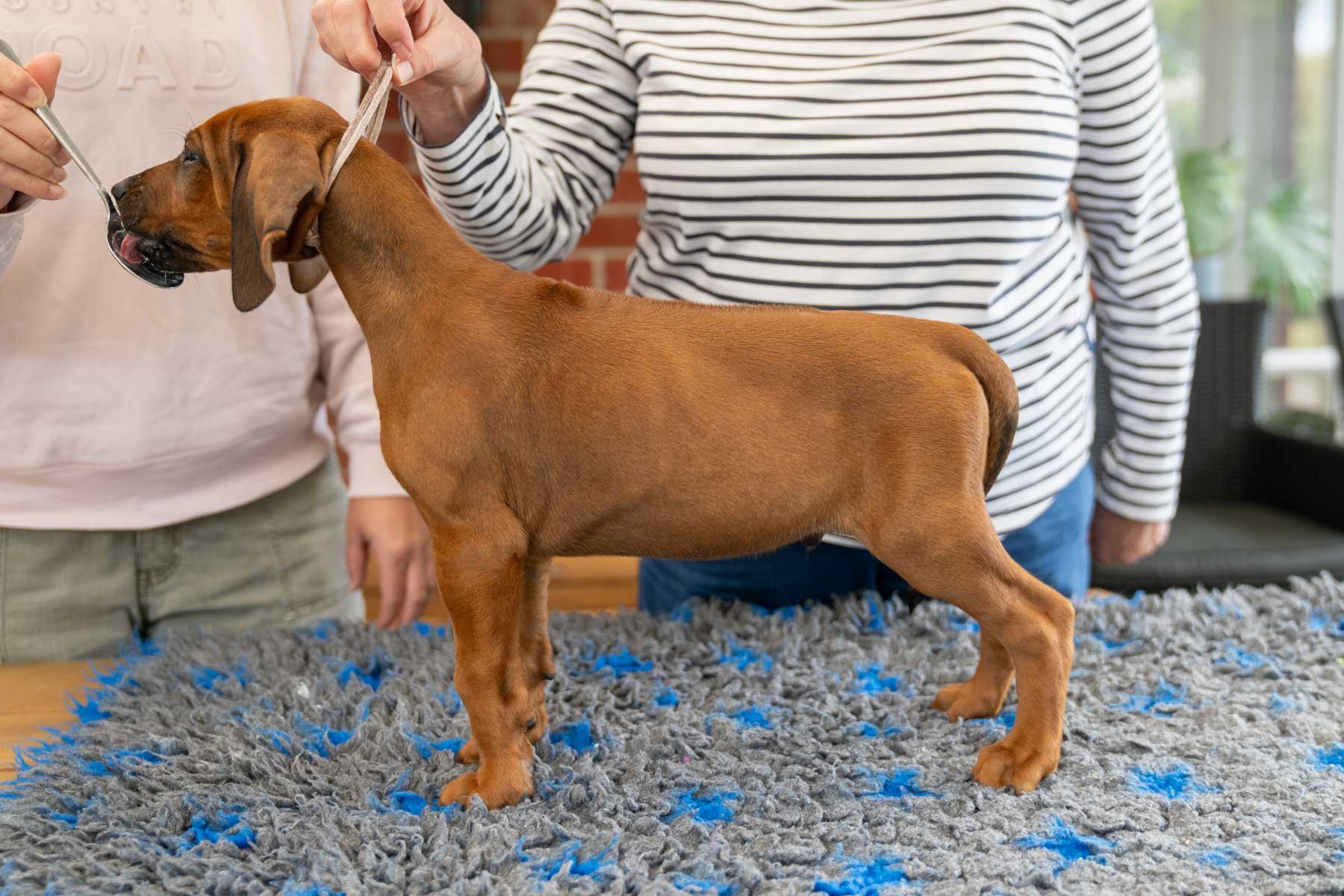 Gallery 3 — Ujamaa Rhodesian Ridgebacks