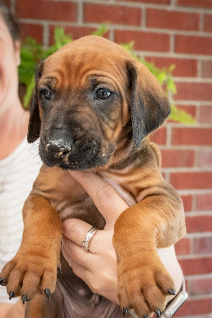 Gallery 3 — Ujamaa Rhodesian Ridgebacks