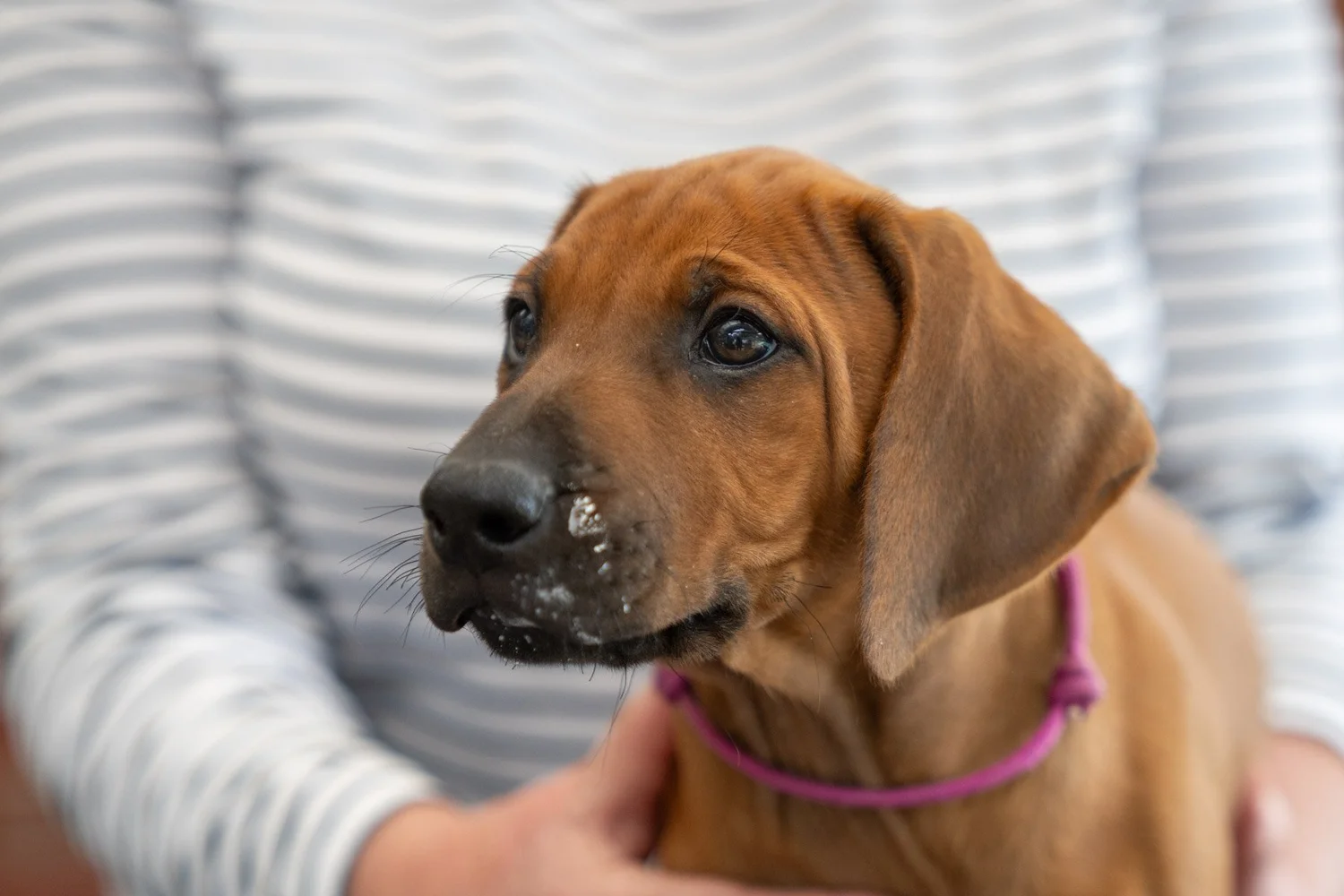 Gallery 3 — Ujamaa Rhodesian Ridgebacks