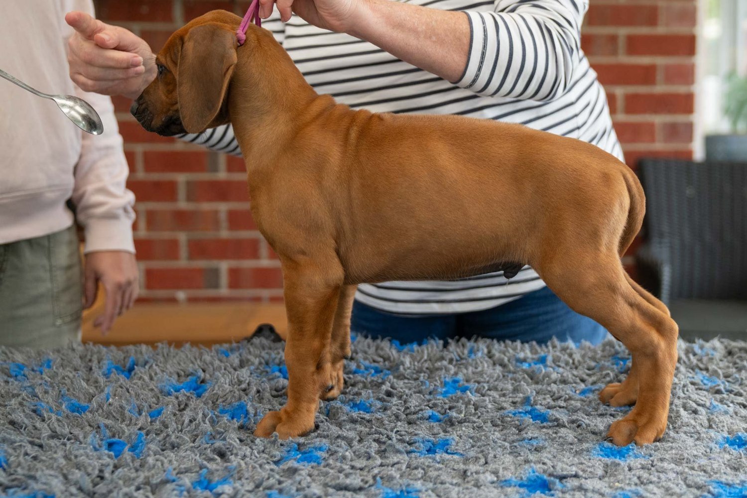 Gallery 3 — Ujamaa Rhodesian Ridgebacks