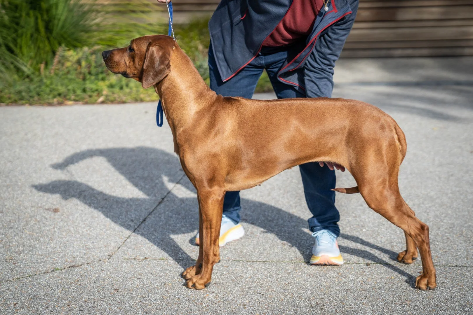 Ujamaa Reds Swansong — Ujamaa Rhodesian Ridgebacks