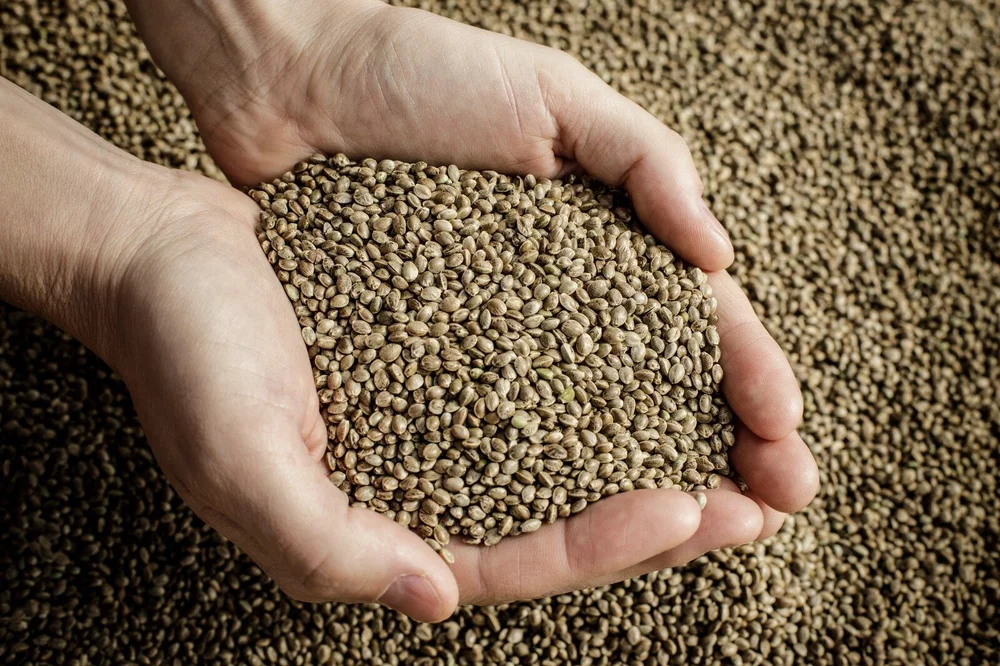 Bulk Hemp Seeds — Biosyyd