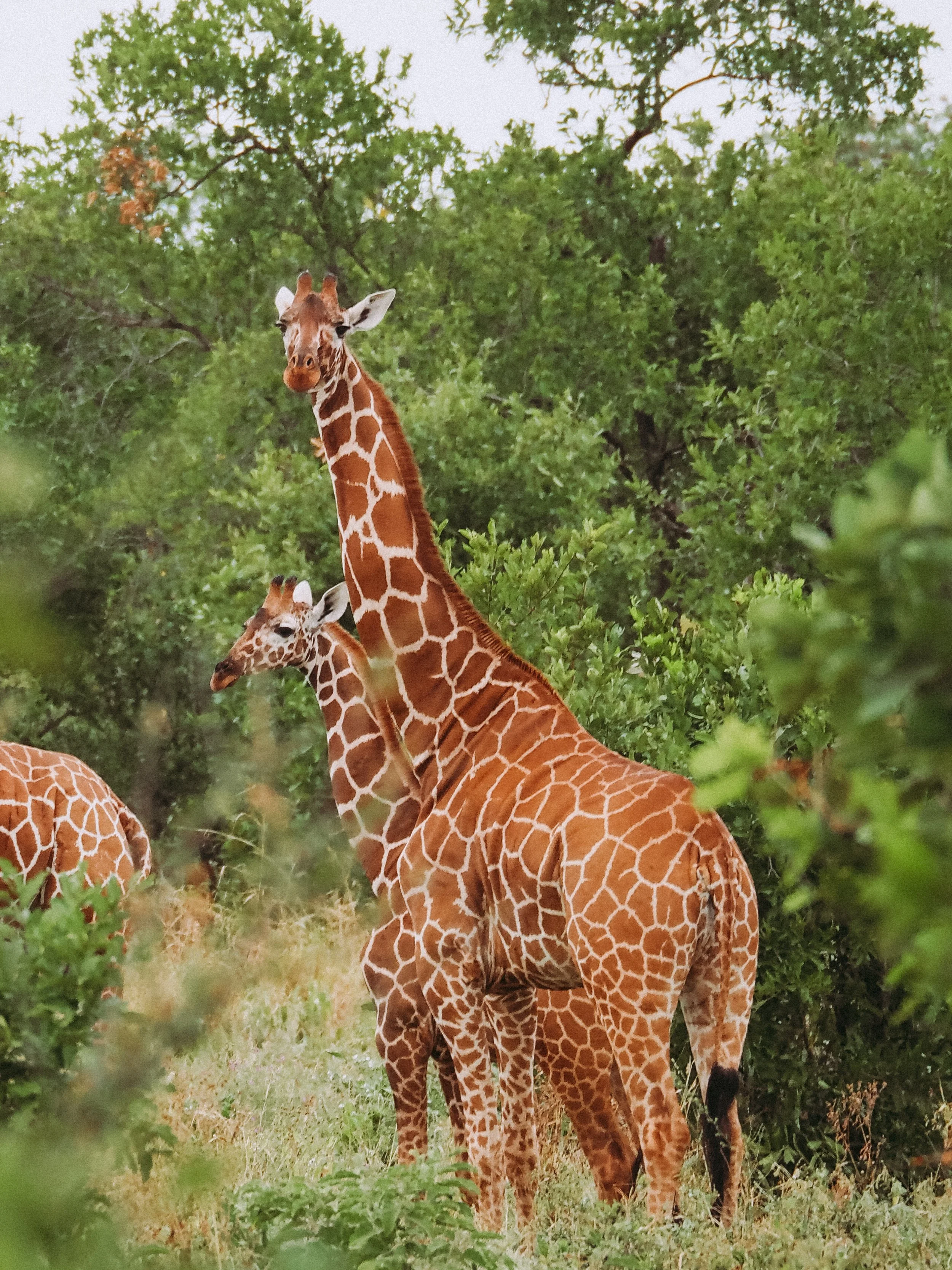 Hotel Review: Elewana Elsa's Kopje — Running with Woolf