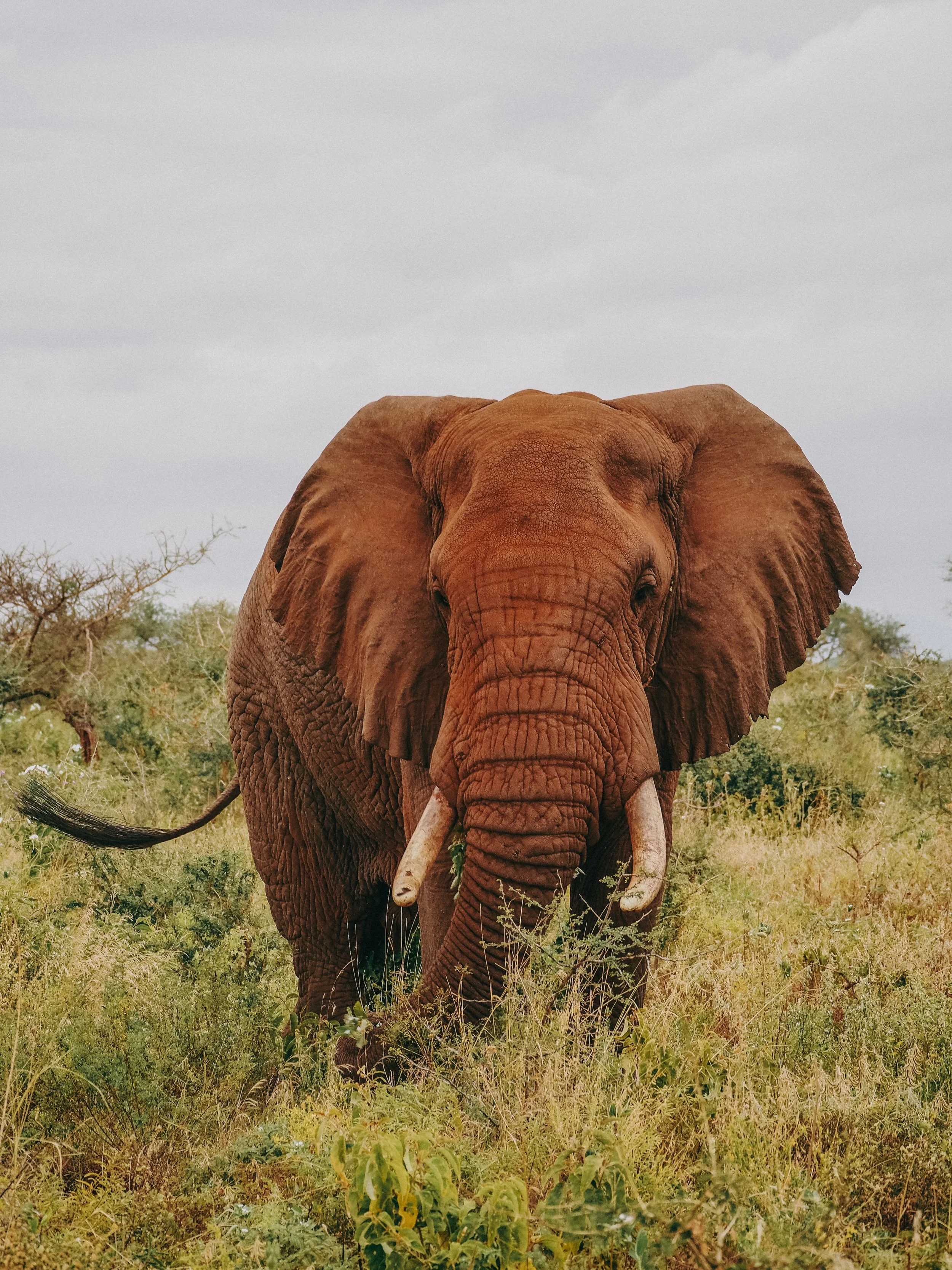 Hotel Review: Elewana Elsa's Kopje — Running with Woolf