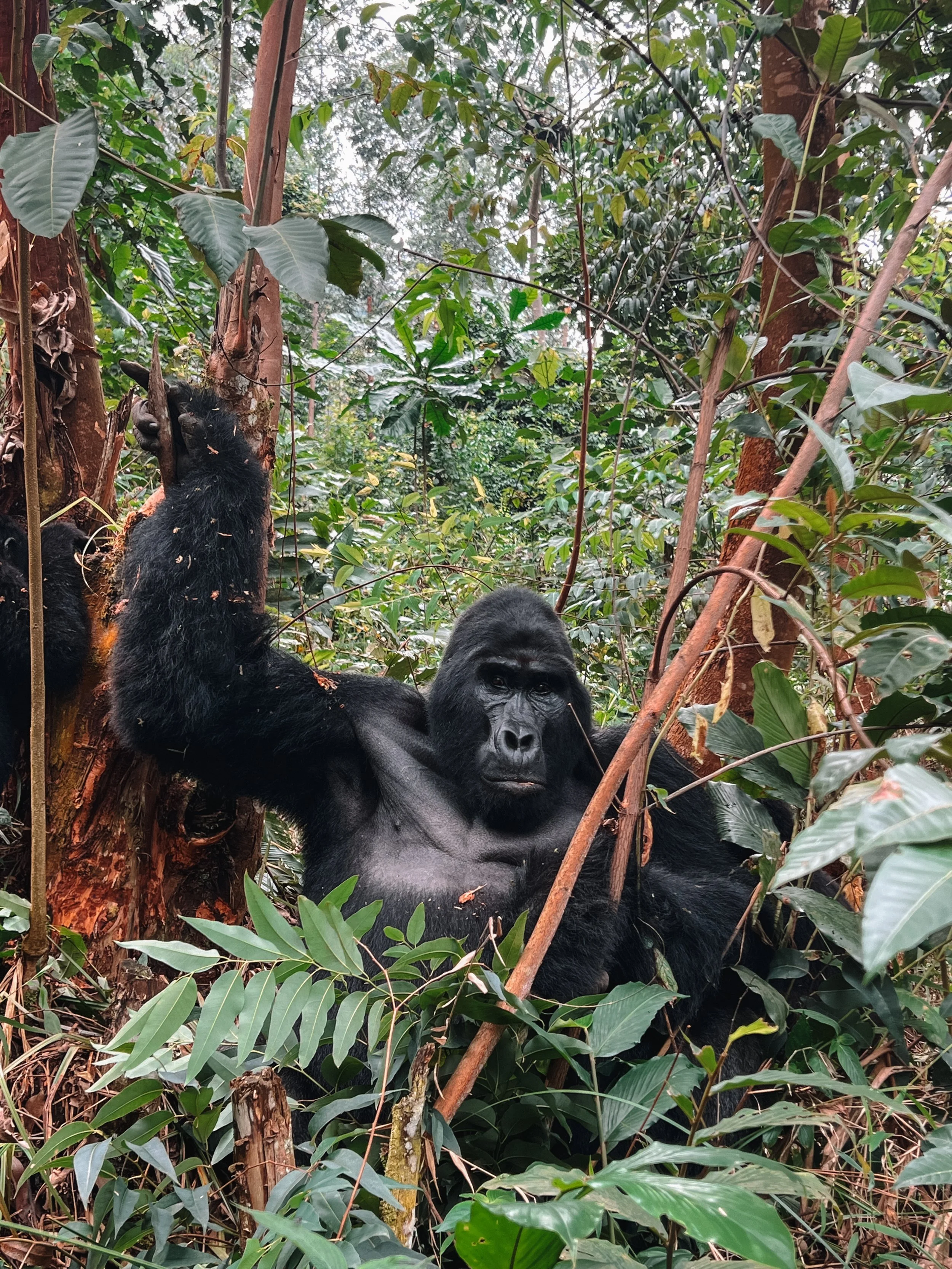 Silverback Gorilla Trekking in Uganda: 7 Must-Know Tips — Running with ...