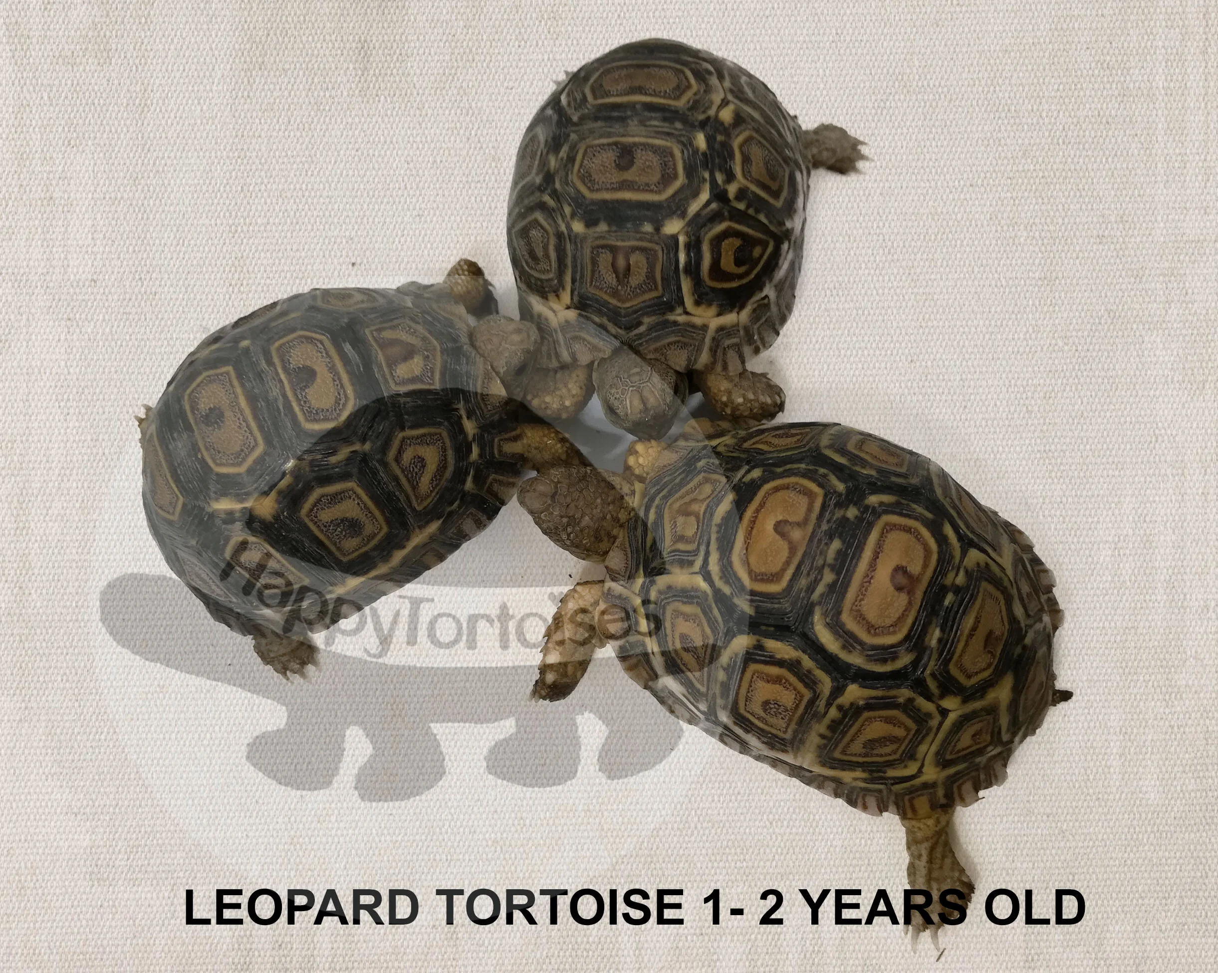 Leopard tortoises for sale — HappyTortoises