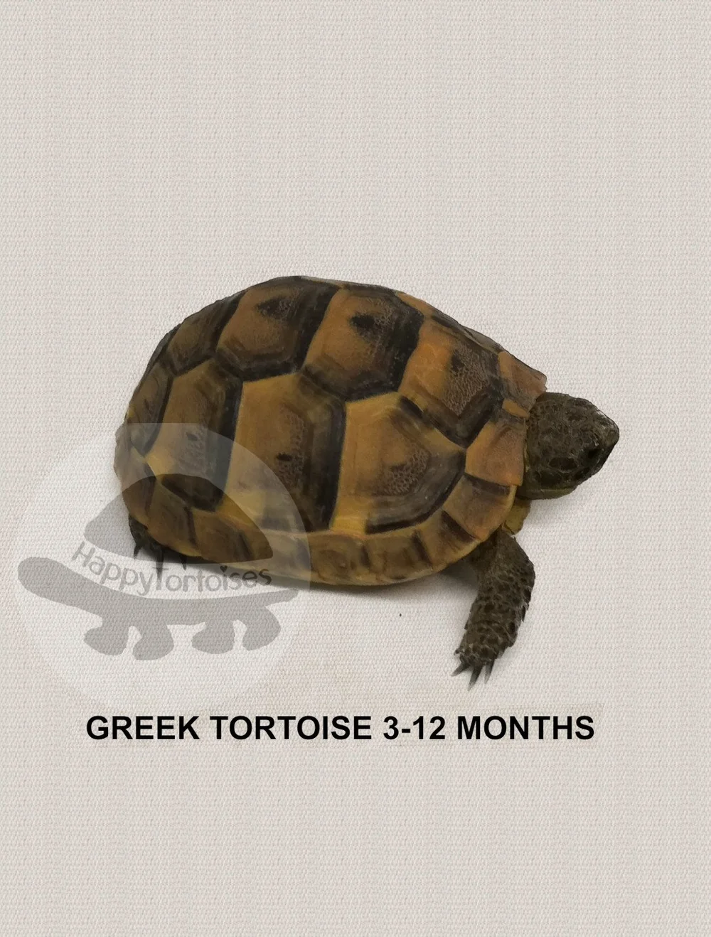 Starter bundle for GREEK tortoises (excludes tortoise) — HappyTortoises