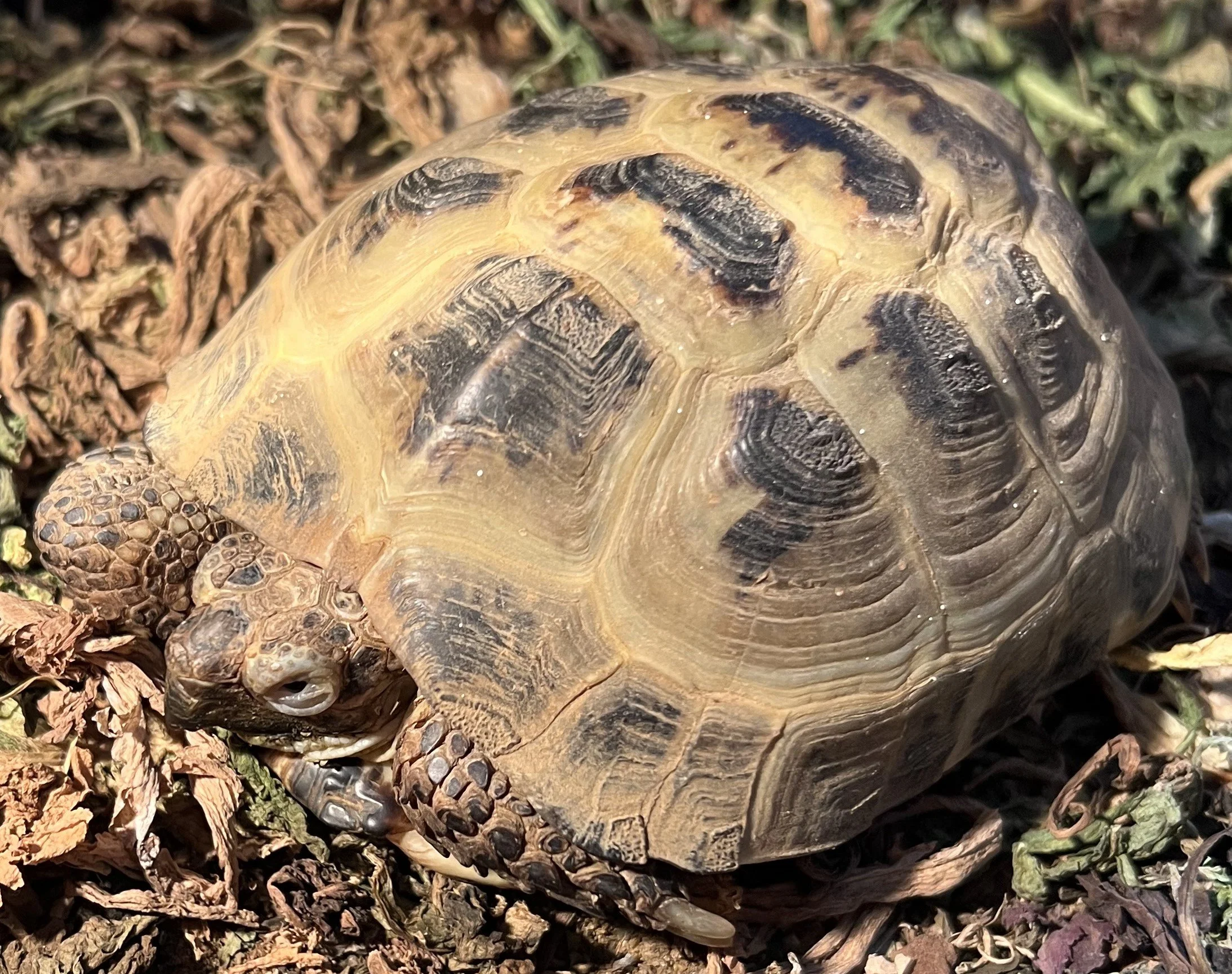 General Tortoise Breed Information — HappyTortoises