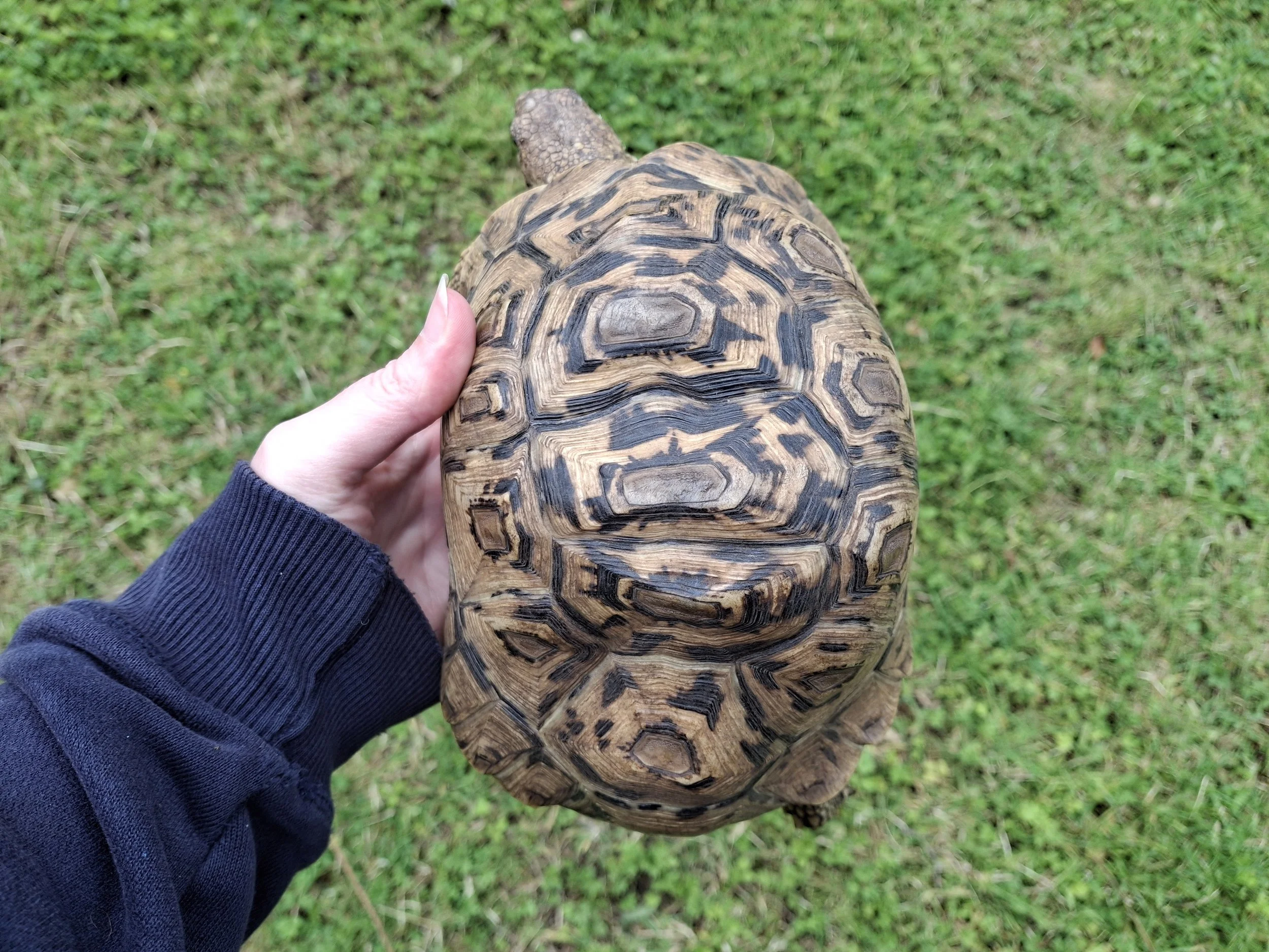 General Tortoise Breed Information — HappyTortoises