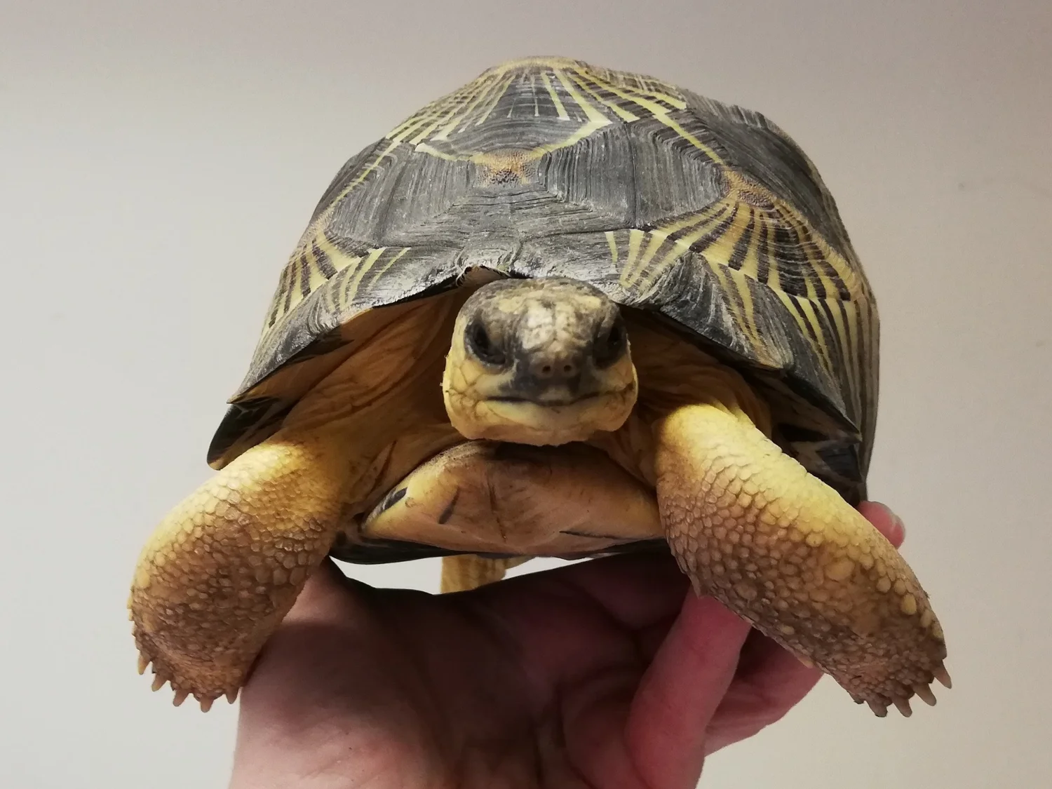 Radiated Tortoise Information: Habitat, Care & Conservation Status ...
