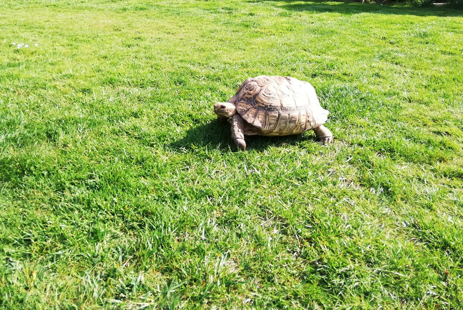 Leopard Tortoise Information: Habitat, Care & Lifespan — HappyTortoises