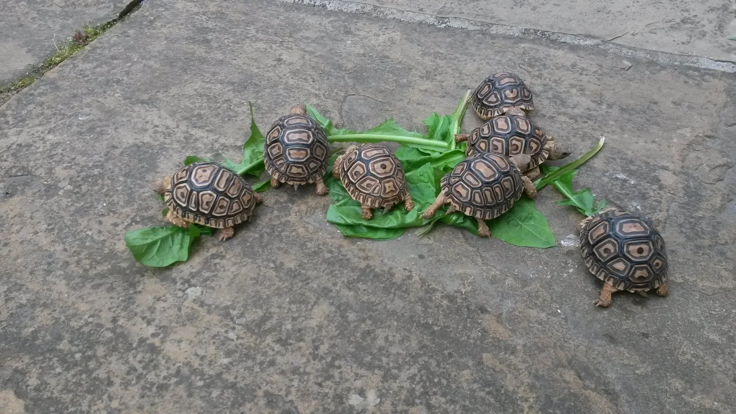 About HappyTortoises: Experience, Care Standards & Our Approach ...