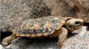 Pancake Tortoise Information: Habitat, Care & Conservation Status ...