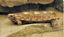 Pancake Tortoise Information: Habitat, Care & Conservation Status ...