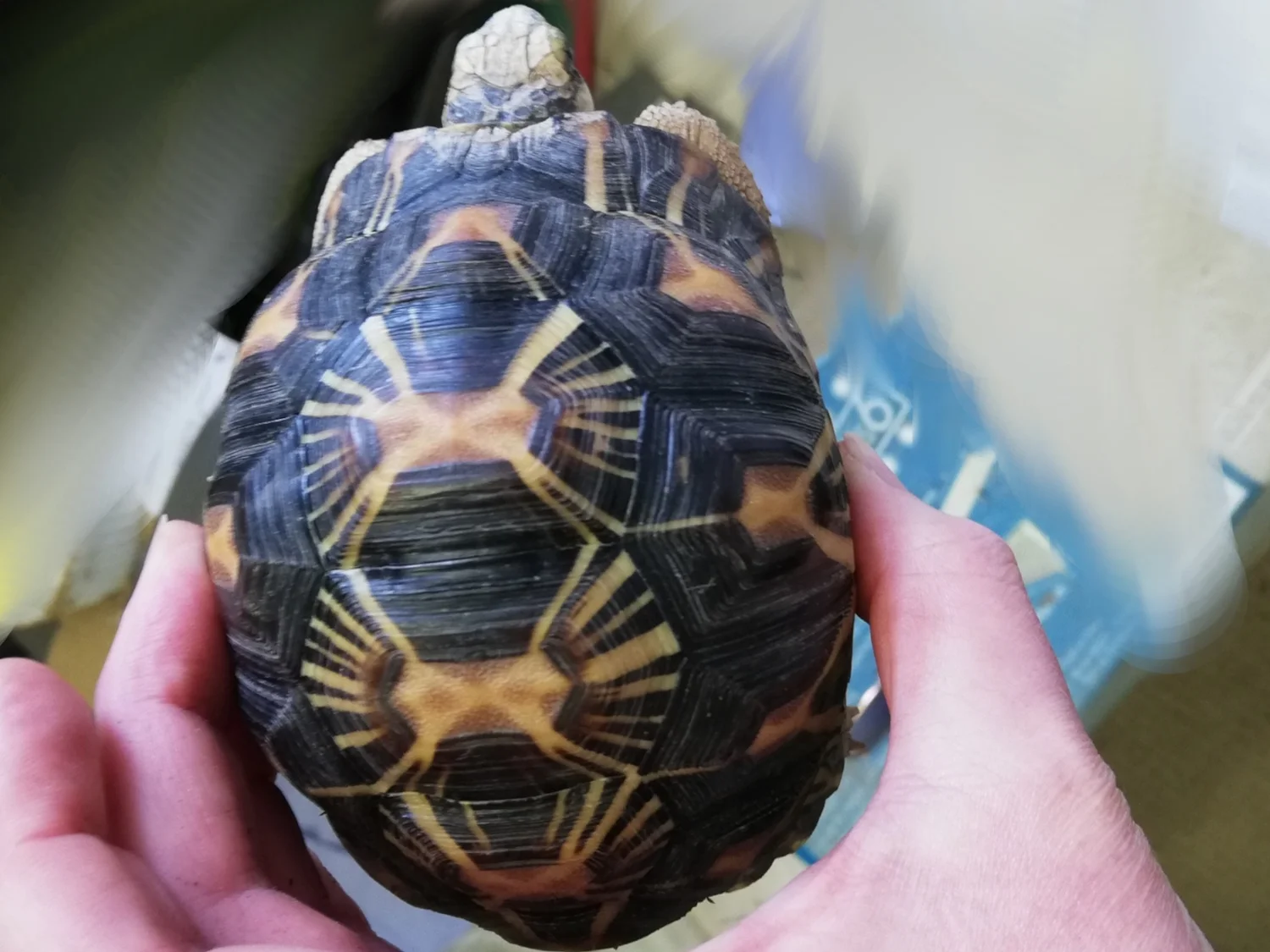 Radiated Tortoise Information: Habitat, Care & Conservation Status ...