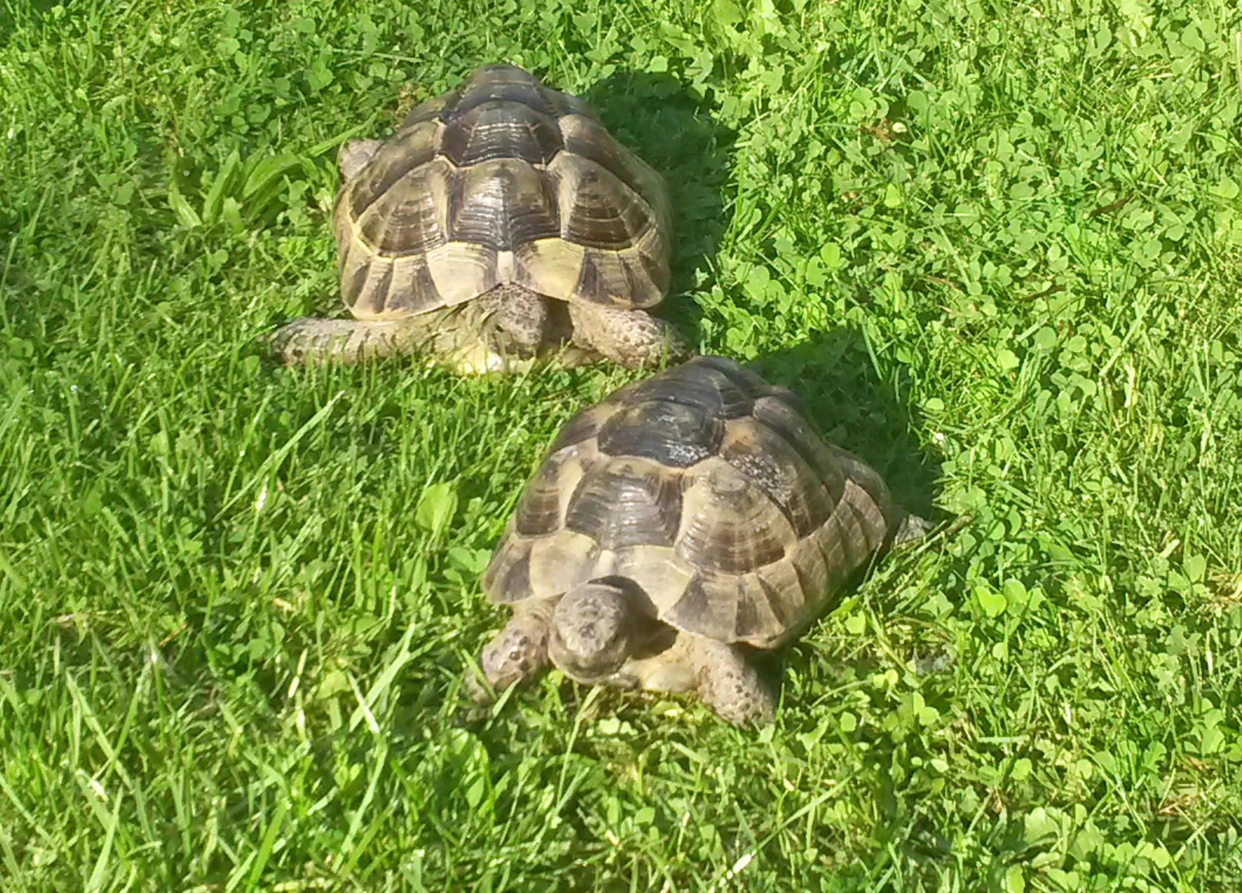Greek Tortoise Information: Care, Habitat & Lifespan — HappyTortoises