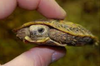 Pancake Tortoise Information: Habitat, Care & Conservation Status ...