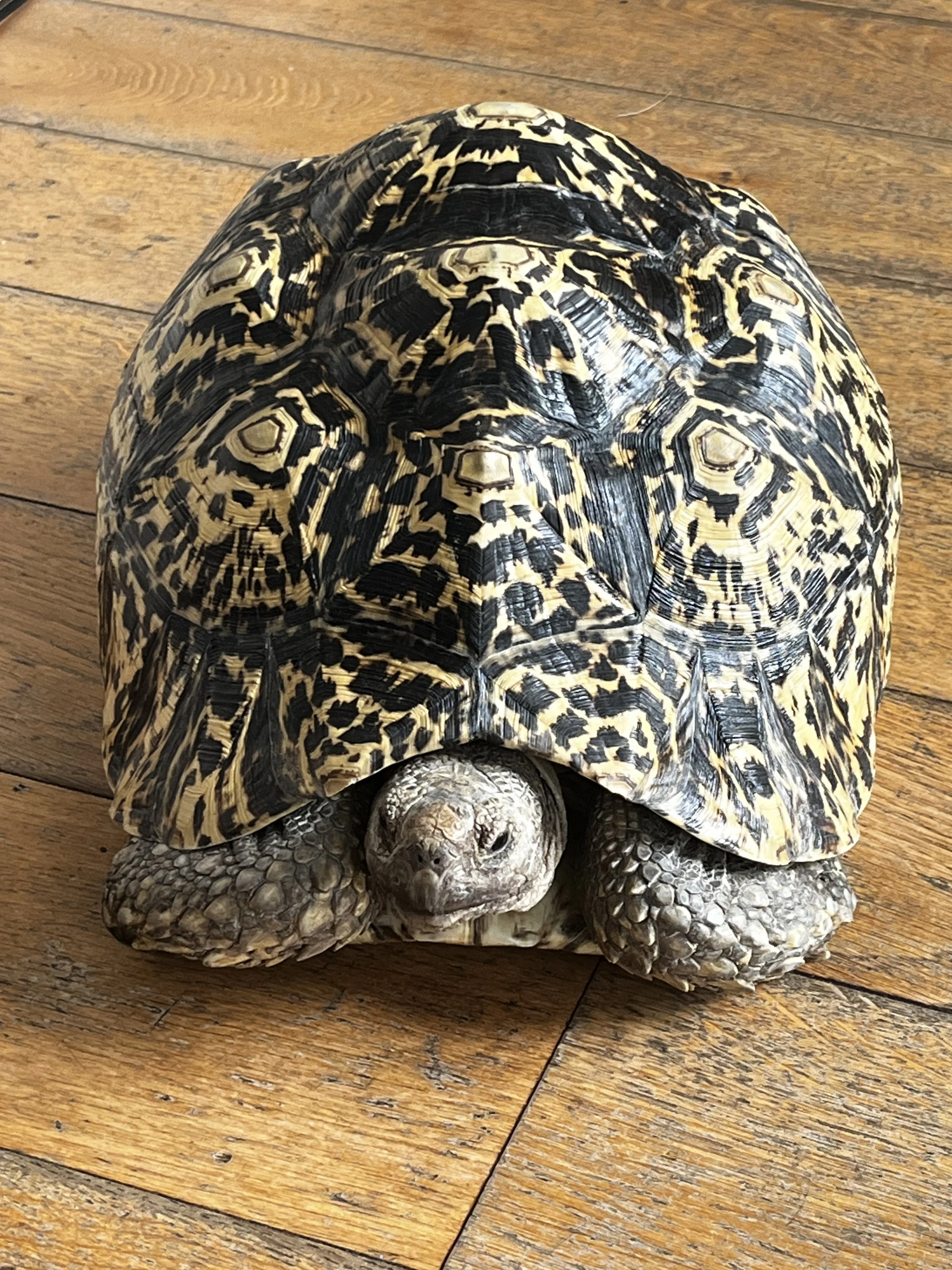General Tortoise Breed Information — HappyTortoises