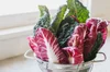 Treviso — J. Marchini Farms