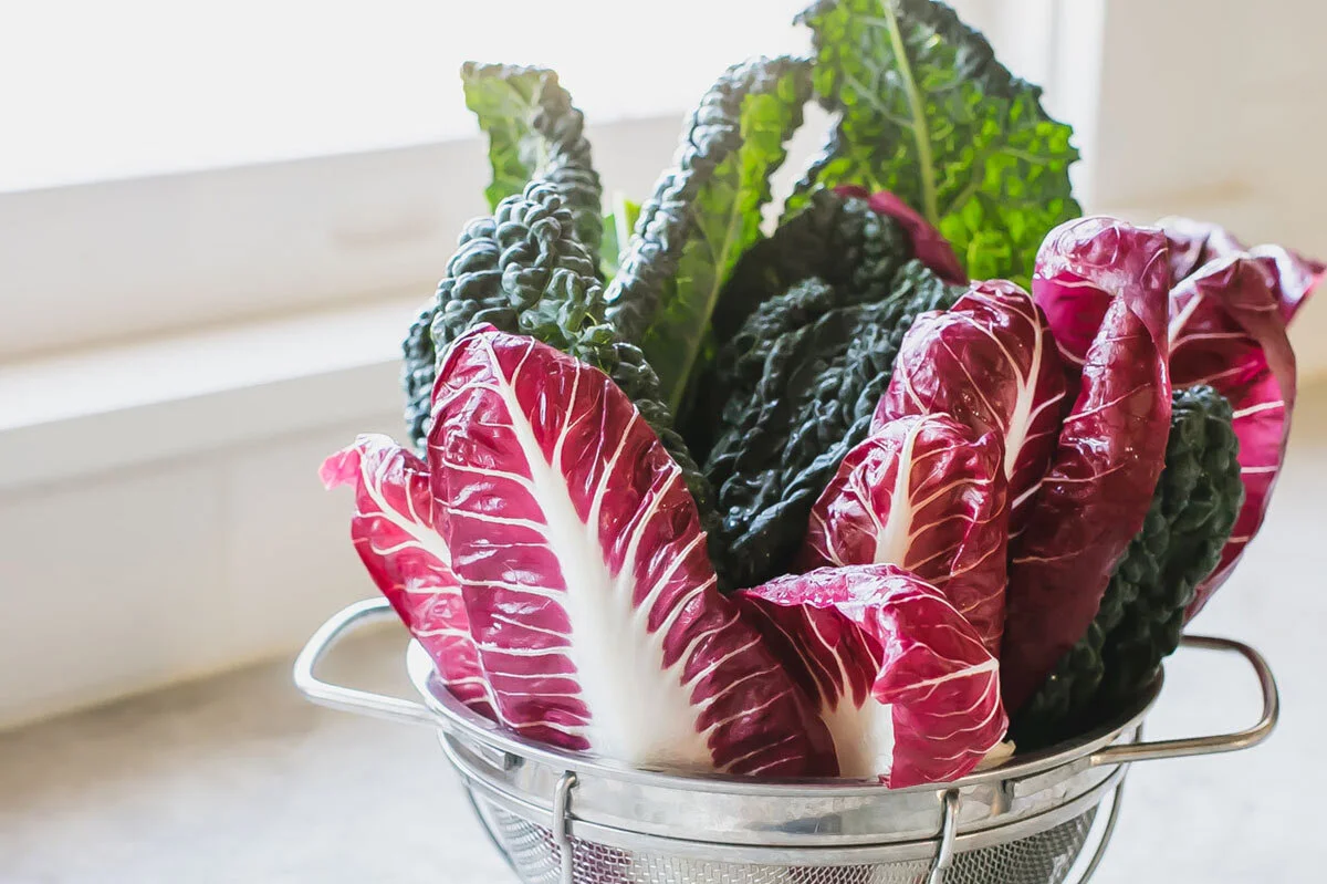 Treviso — J. Marchini Farms