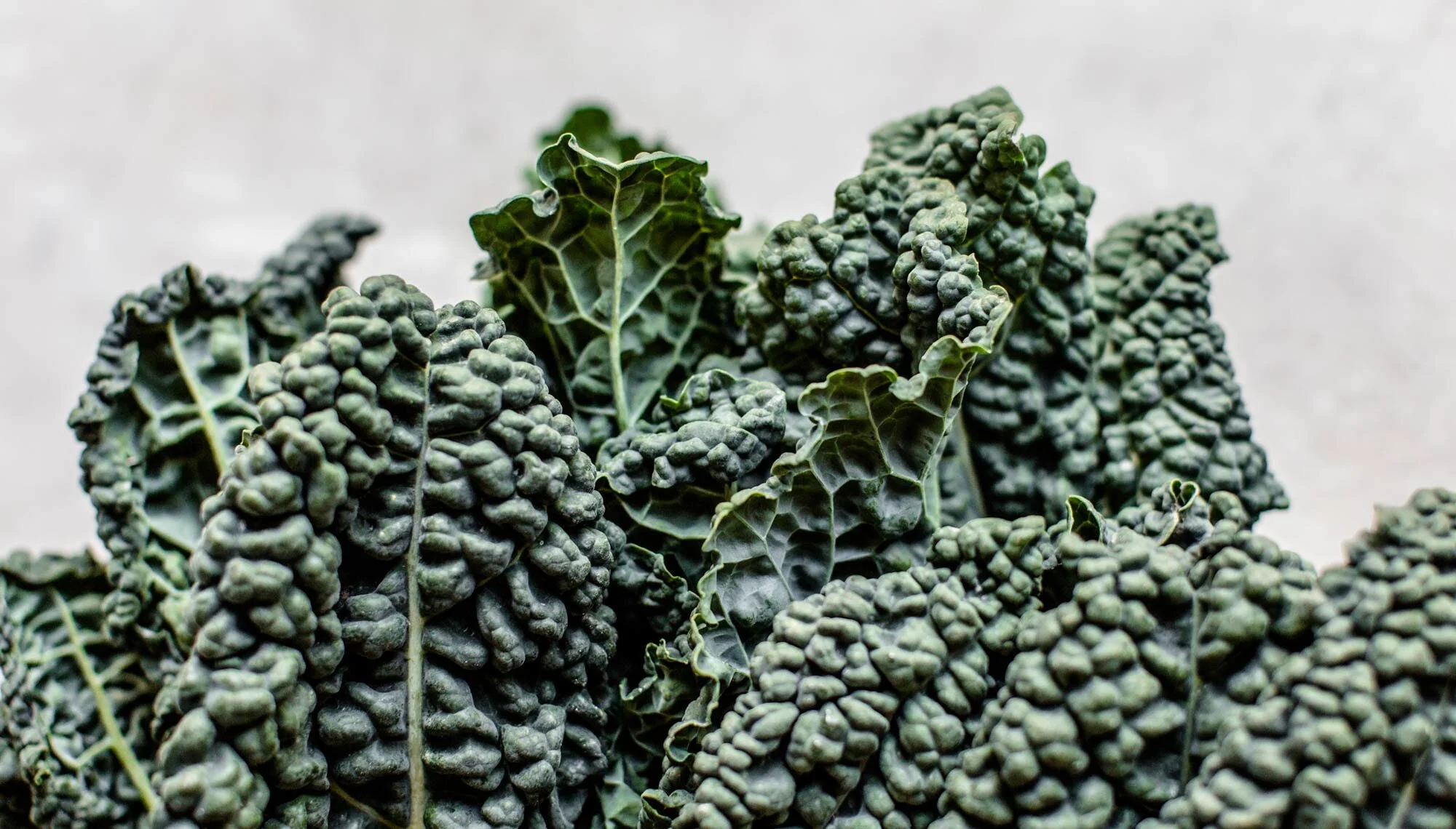 Lacinato Kale — J. Marchini Farms