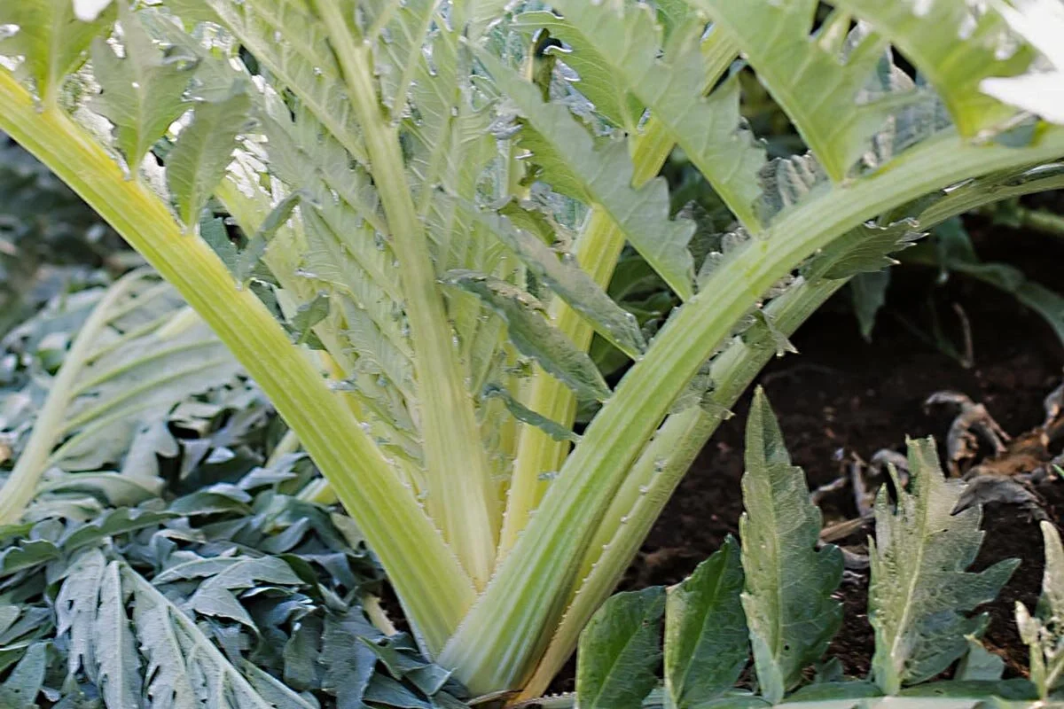 Cardone — J. Marchini Farms