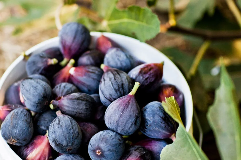 Black Mission Figs — J. Marchini Farms