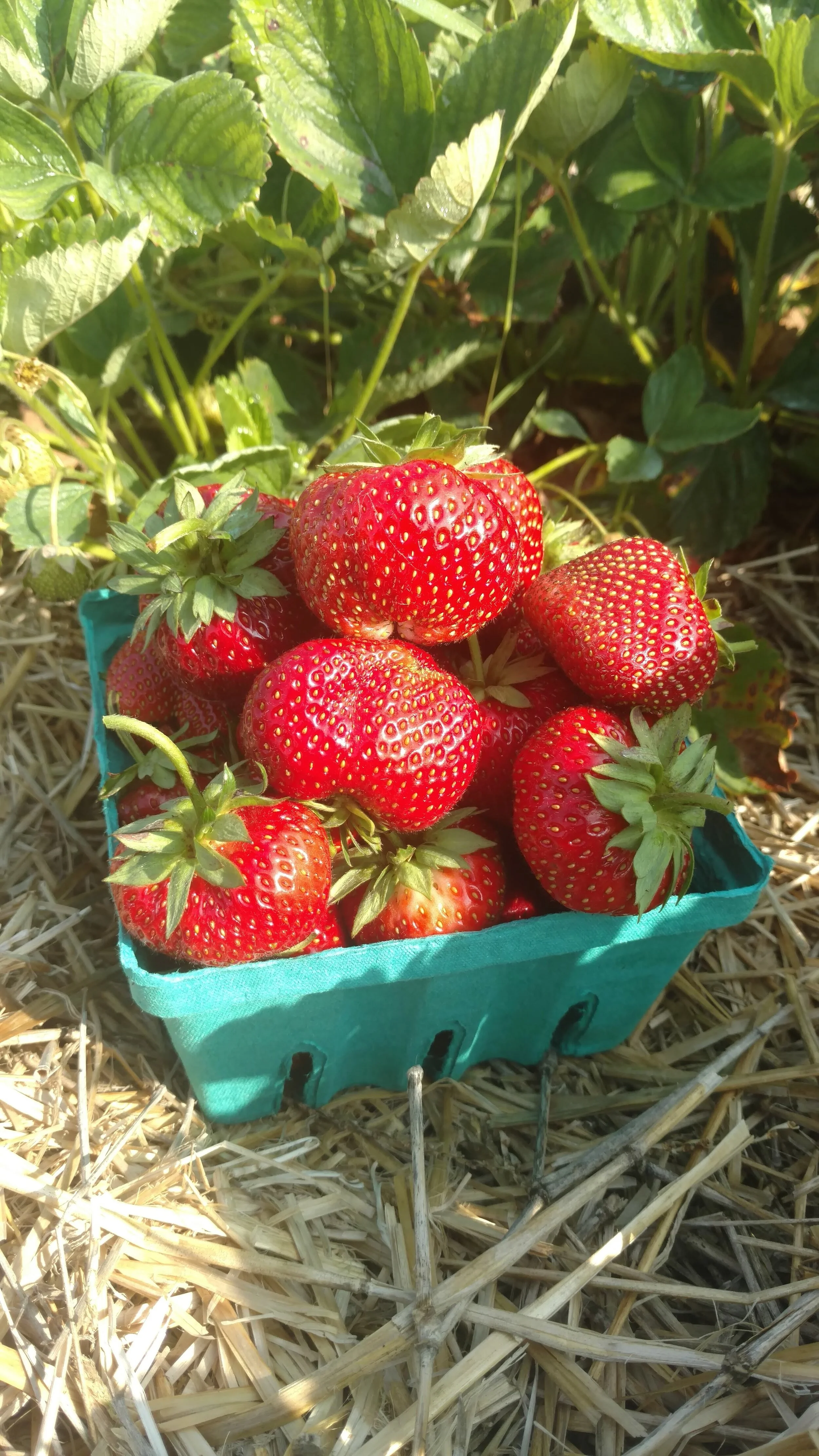 Our Field — Van Laar's Fruit Farm