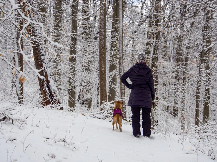 Do Dogs Get Ticks In Winter