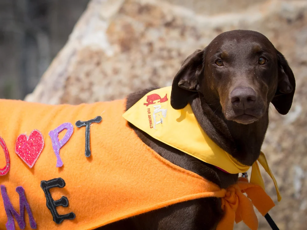About | Explore Our Impact — HART For Animals