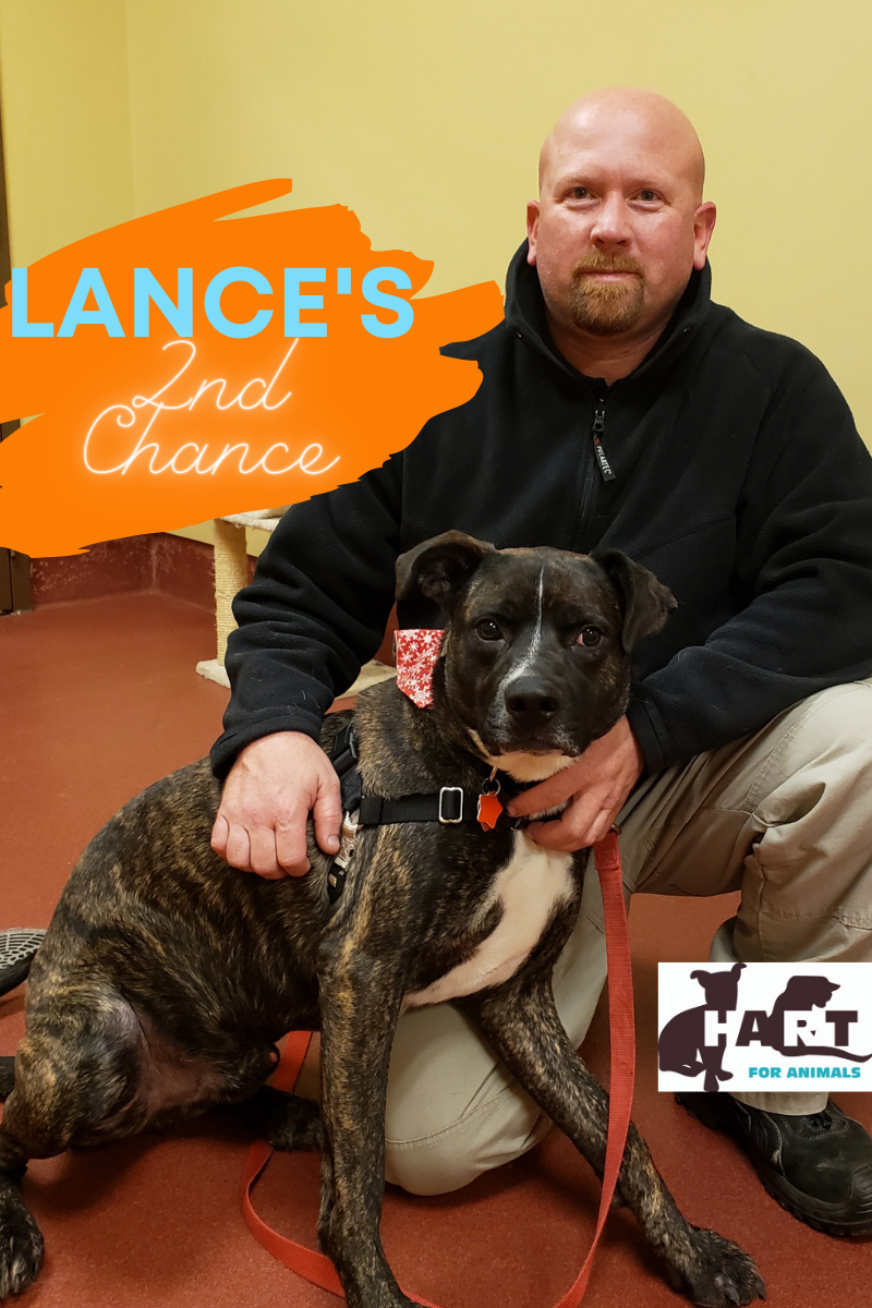 Adoption Story: Lance — HART For Animals