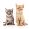 Feline Panleukopenia (FPV): Everything You Need to Know — HART For Animals