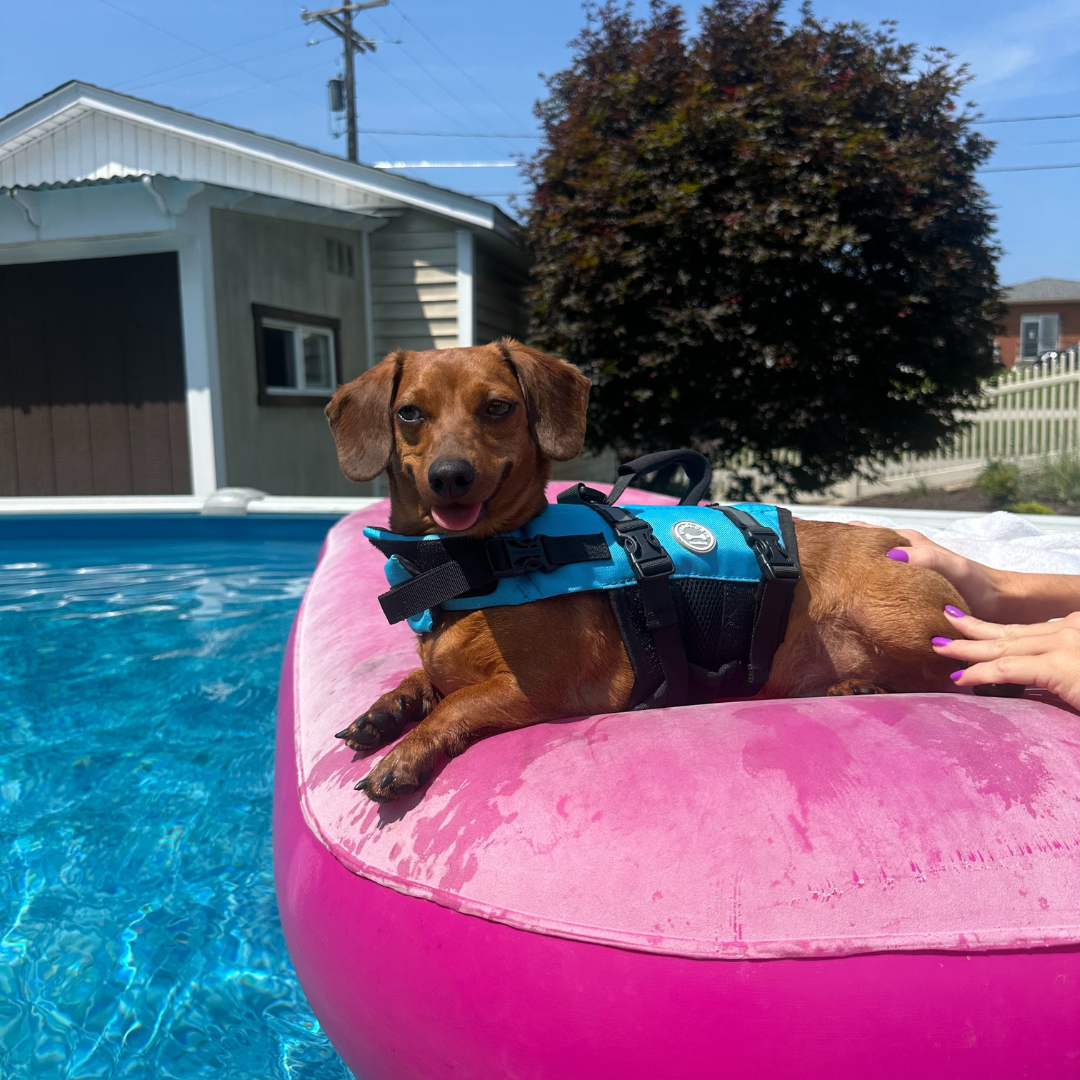 Winston’s World: One Year Home! — HART For Animals