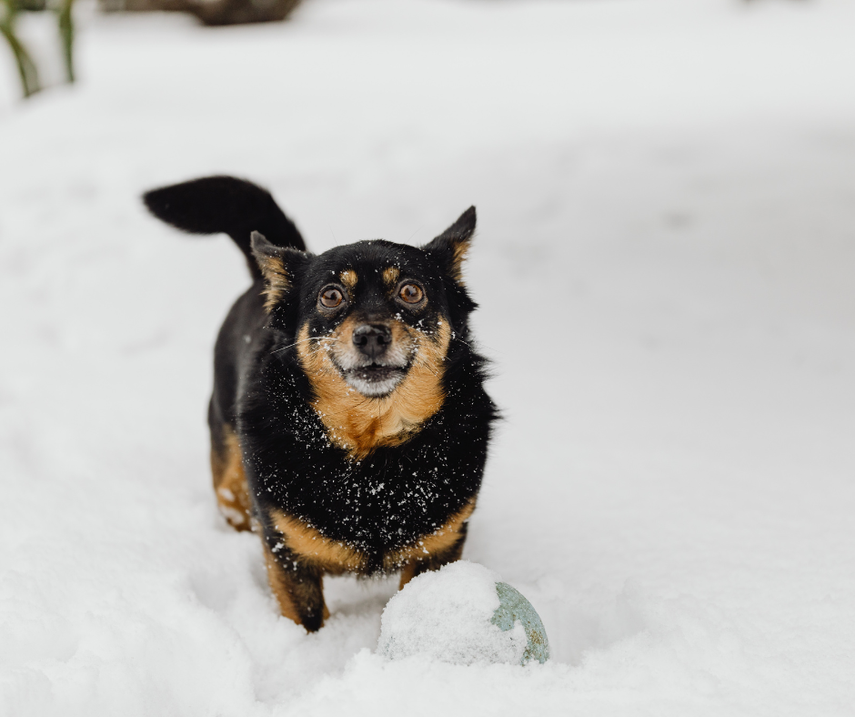 Cold Noses, Warm Hearts: Winter Safety Tips for Pets — HART For Animals