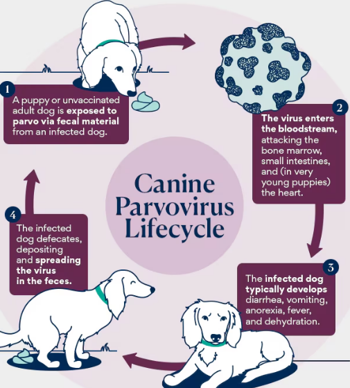 Parvo in Dogs: Prevention, Symptoms, and Why Vaccination Matters — HART For Animals