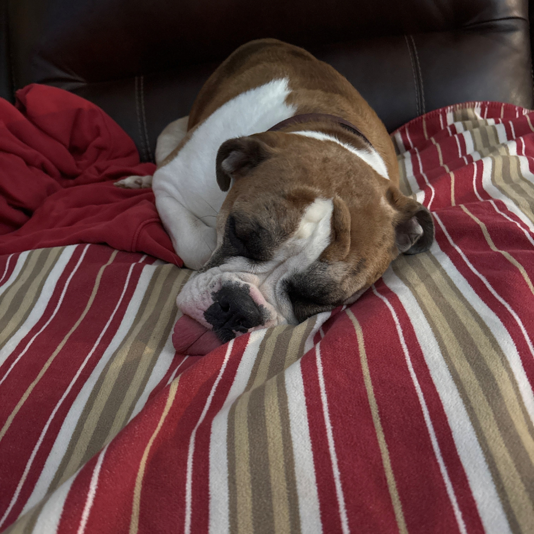 Bailey’s Beautiful Life — HART For Animals