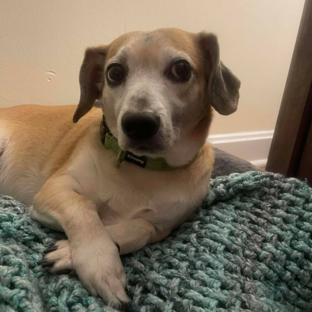 From a Puppy in Need to a Forever Friend: Buddy’s Journey — HART For ...