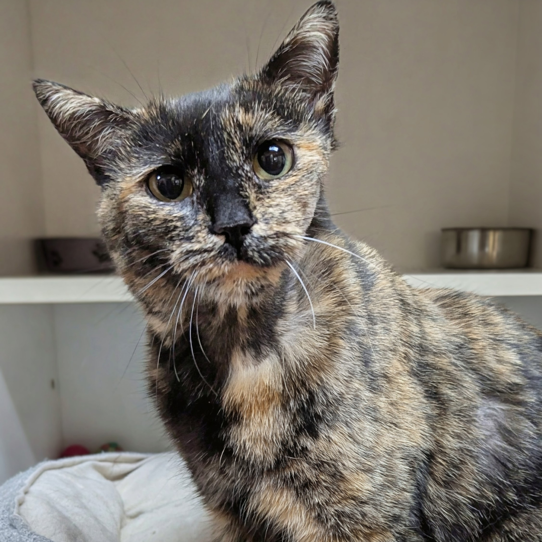 Keeping Our Cats Safe: Coraline’s Cautionary Tale — HART For Animals