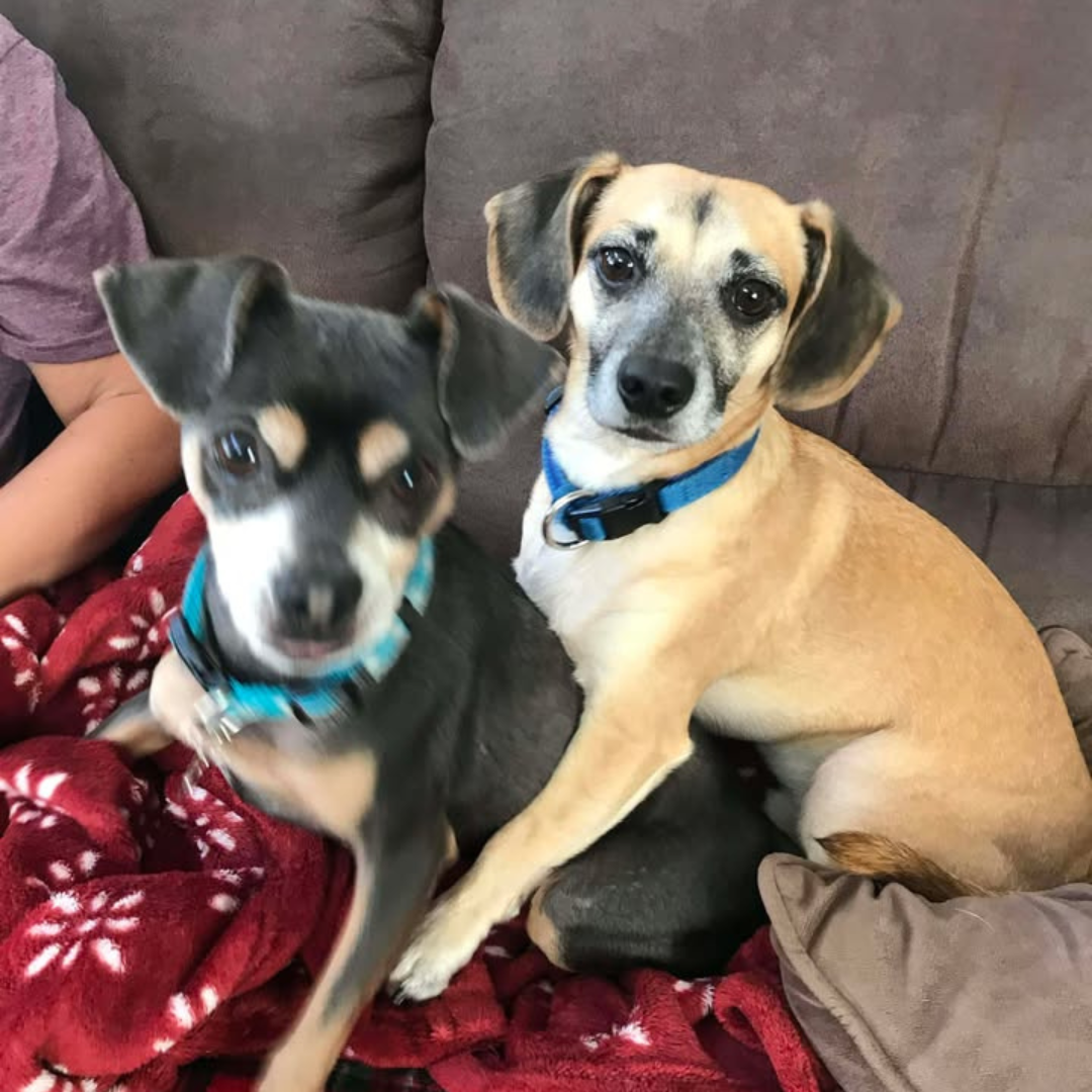 From a Puppy in Need to a Forever Friend: Buddy’s Journey — HART For ...