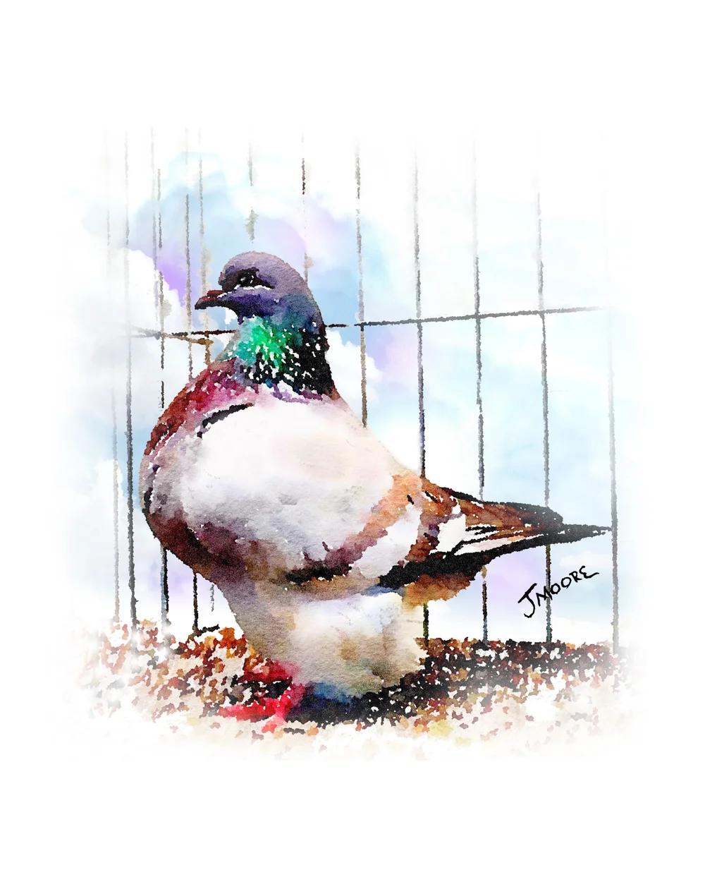 Saxon Fairy Swallow Pigeon