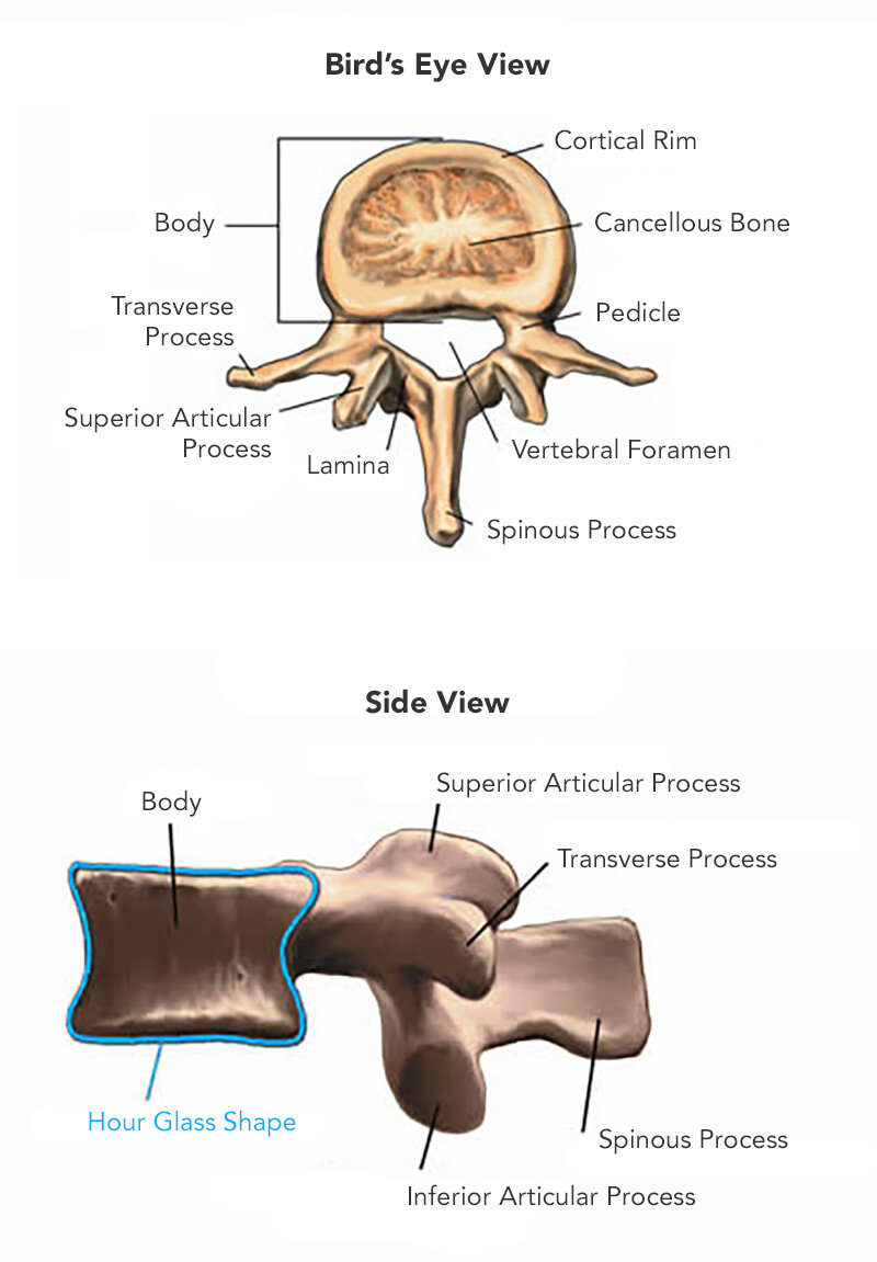 Open Laminectomy – Lumbar Spine Surgeries – The American Center for ...