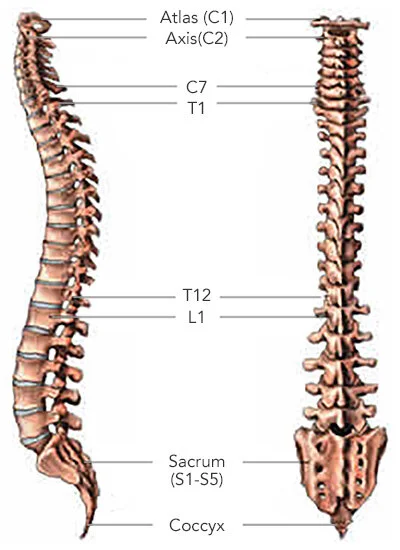 Spinal Anatomy – The American Center for Spine and Neurosurgery — ACSN
