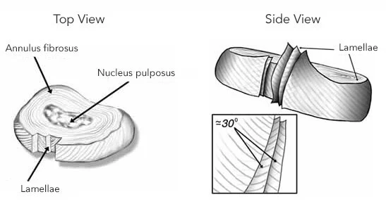 Spinal Anatomy – The American Center for Spine and Neurosurgery — ACSN