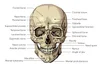 Cranial Anatomy – The American Center for Spine and Neurosurgery — ACSN