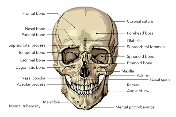 Cranial Anatomy – The American Center for Spine and Neurosurgery — ACSN