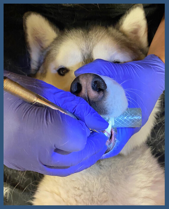 School — Well Animal Institute