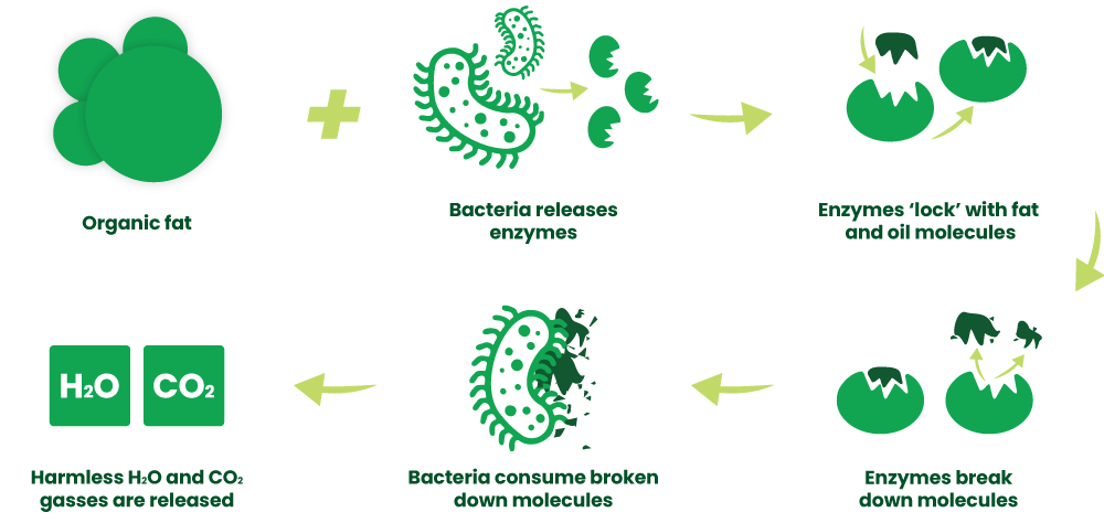Actizyme | Learn How