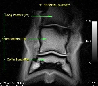 Standing MRI — McKee-Pownall Equine Services